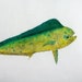 Mahi Mahi Gyotaku color Limited Edition Reproduction, Unframed. - Etsy