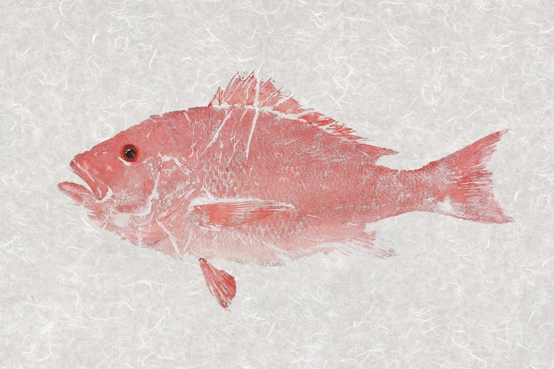 American Red Snapper Gyotaku Print – Limited Edition Reproduction – Coastal Wall Art on Thai ...