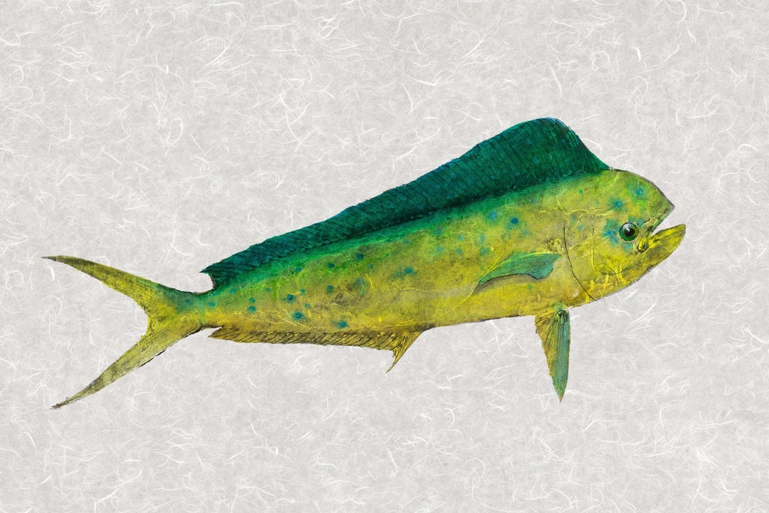 Mahi Mahi Gyotaku (color) - Limited Edition Reproduction, Unframed. - Etsy
