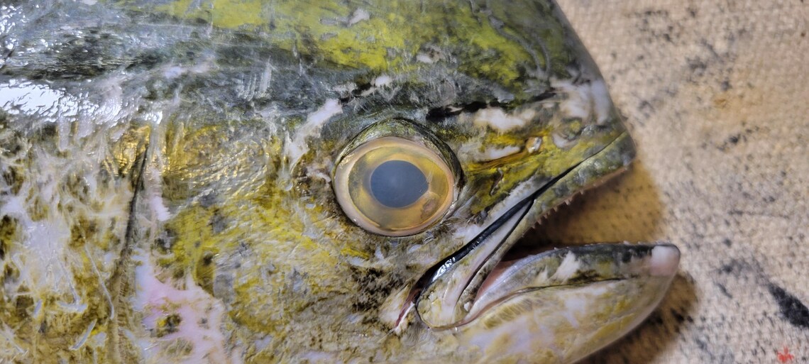 Mahi Mahi Gyotaku (color) - Limited Edition Reproduction, Unframed. - Etsy