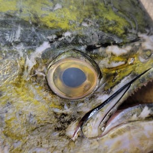 Mahi Mahi Gyotaku (color) - Limited Edition Reproduction, Unframed. - Etsy