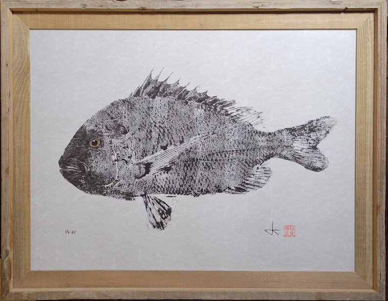 Sheepshead Fish Gyotaku Print – Limited Edition Giclée Reproduction on ...