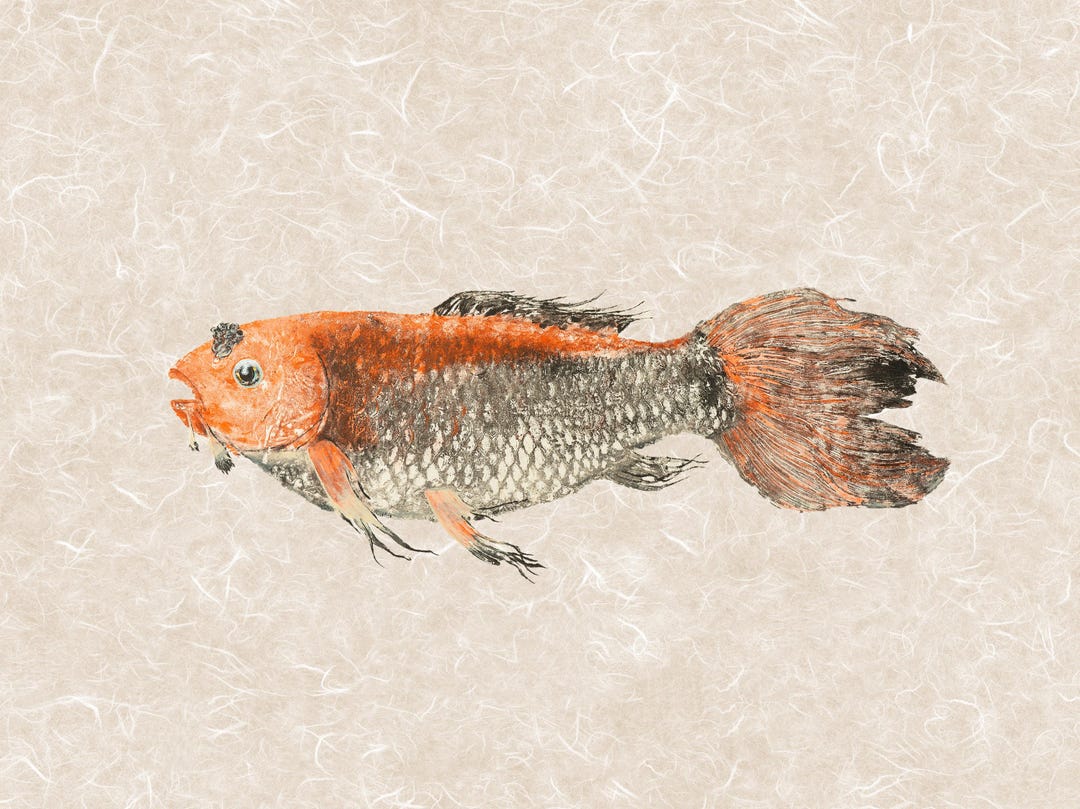 Butterfly Koi Gyotaku – Limited Edition Giclée on Archival Paper | Hand ...