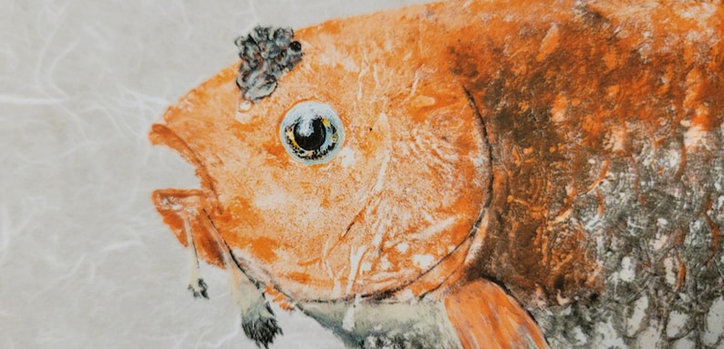 Butterfly Koi Gyotaku – Limited Edition Giclée on Archival Paper | Hand ...