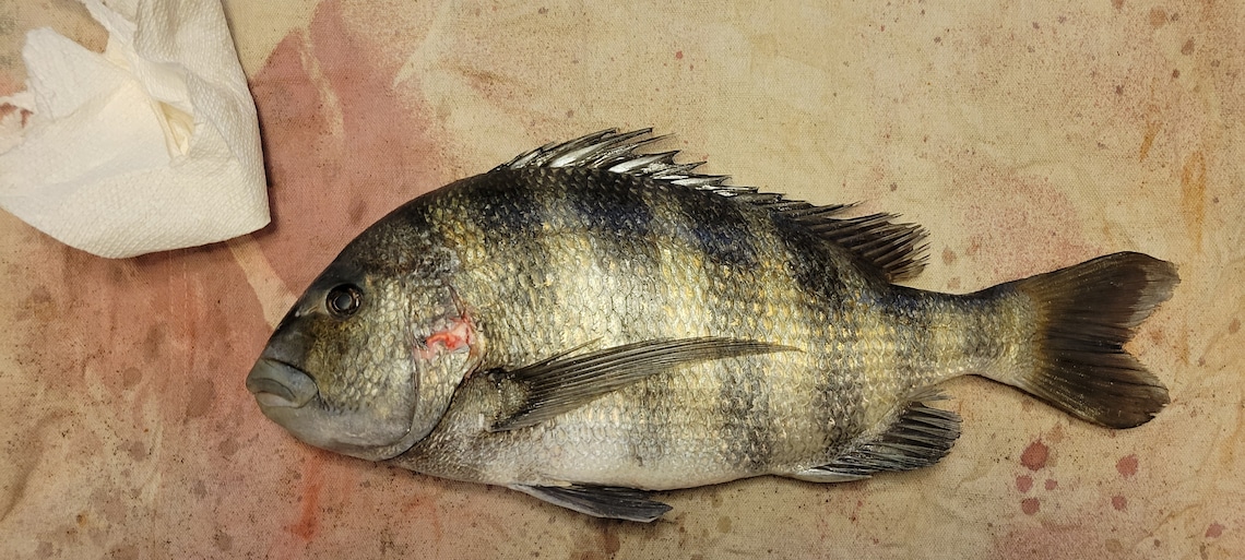 Sheepshead Fish Gyotaku Print – Limited Edition Giclée Reproduction ...