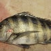 Sheepshead Fish Gyotaku Print – Limited Edition Giclée Reproduction ...