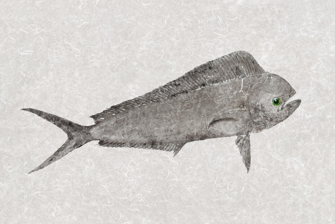 Mahi Mahi Gyotaku Reproduction – Limited Edition Fish Art Print ...