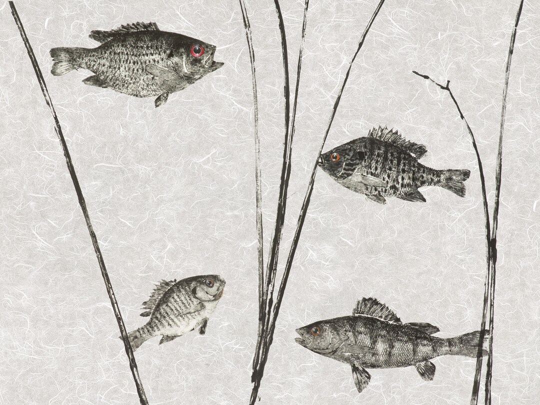 Northwoods Panfish Gyotaku – Limited Edition Giclée on Archival Paper ...