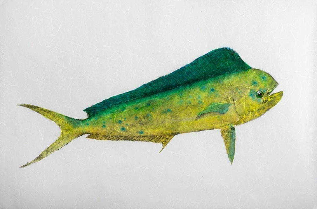 Mahi Mahi Gyotaku color Limited Edition Reproduction, Unframed. - Etsy