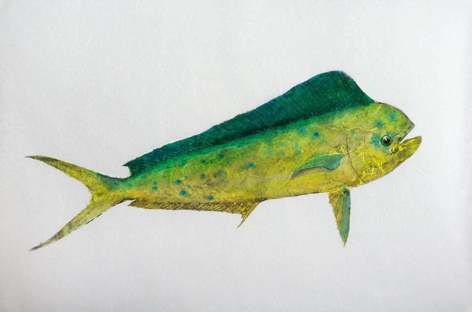 Mahi Mahi Gyotaku color Limited Edition Reproduction, Unframed. - Etsy