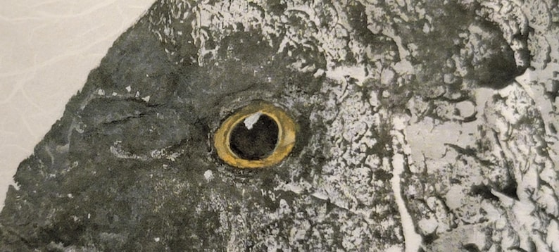 Sheepshead Fish Gyotaku Print – Limited Edition Giclée Reproduction ...