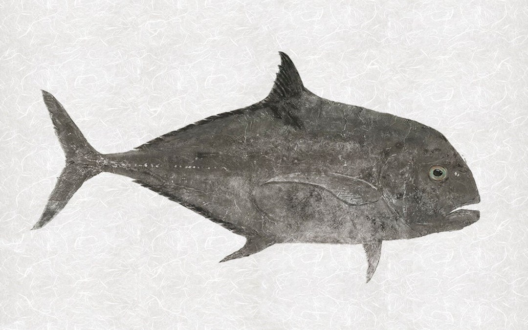 African Pompano Gyotaku Reproduction – Limited Edition Fish Print ...