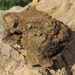 Goethite Pseudomorphs After Marcasite With Calcite - Etsy
