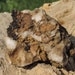 Goethite Pseudomorphs After Marcasite With Calcite - Etsy