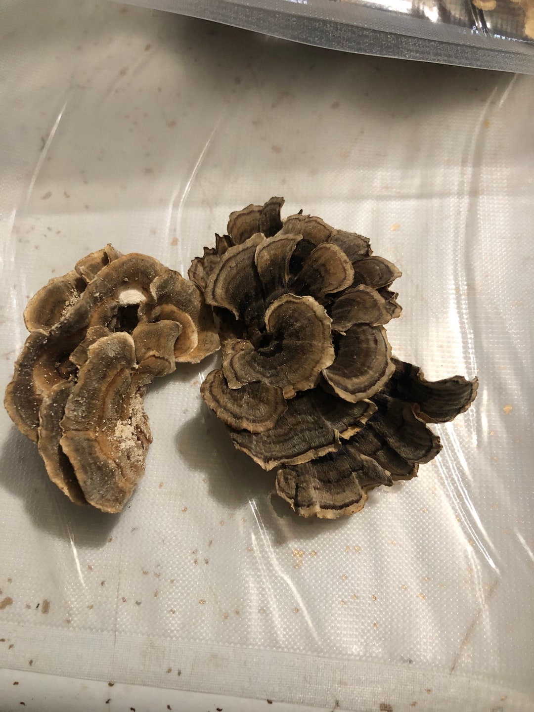 Dried Turkey Tail Mushroom - Etsy
