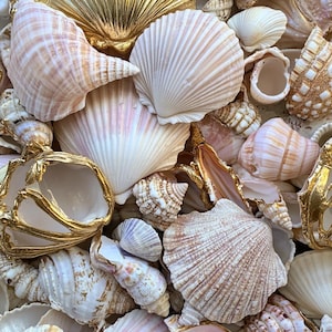 Realistic 600 DPI Gold Gilded Seashell Collection - Luxurious Seashells ...