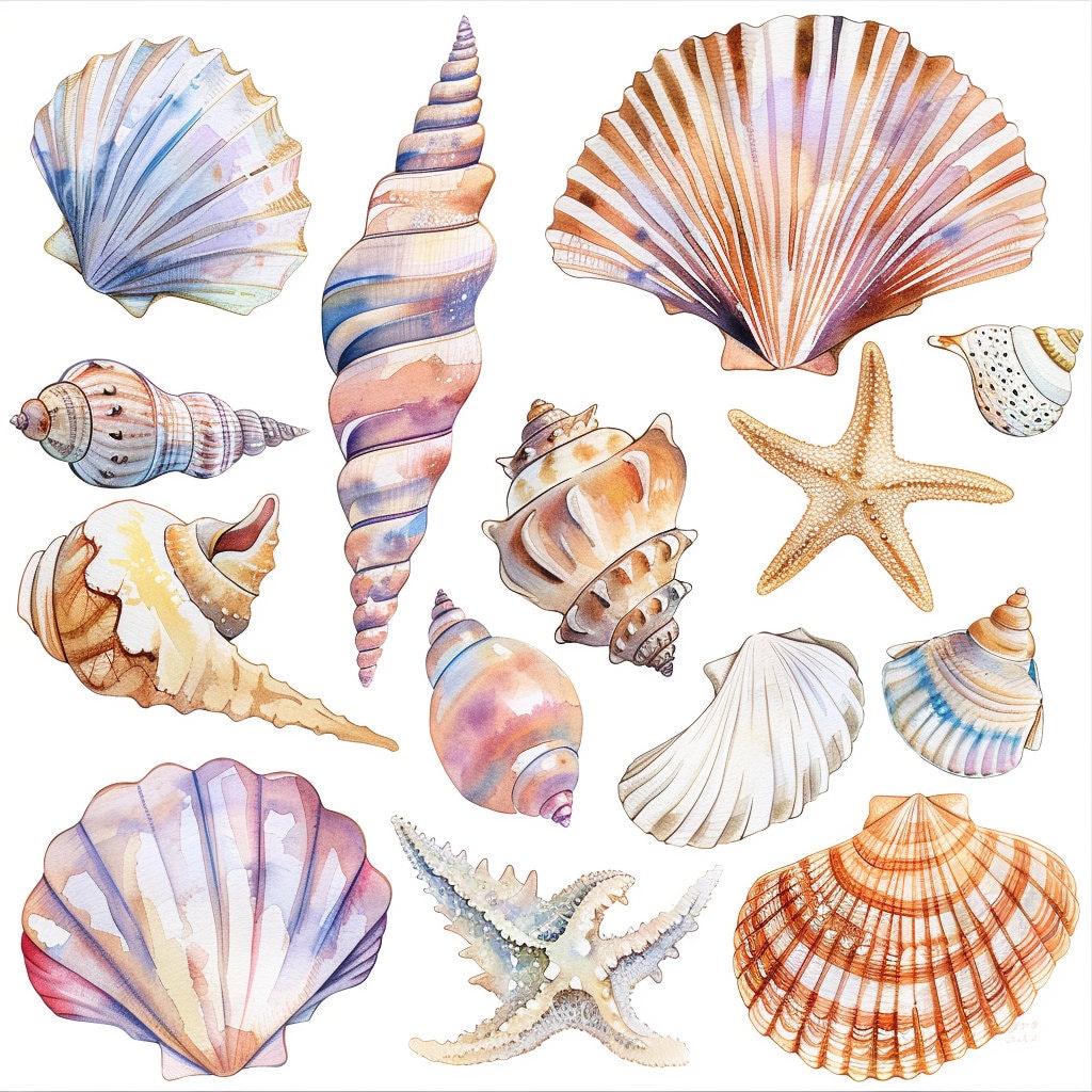 30 Seashells Clipart, Seashells PNG, Seashells Illustration, Watercolor ...
