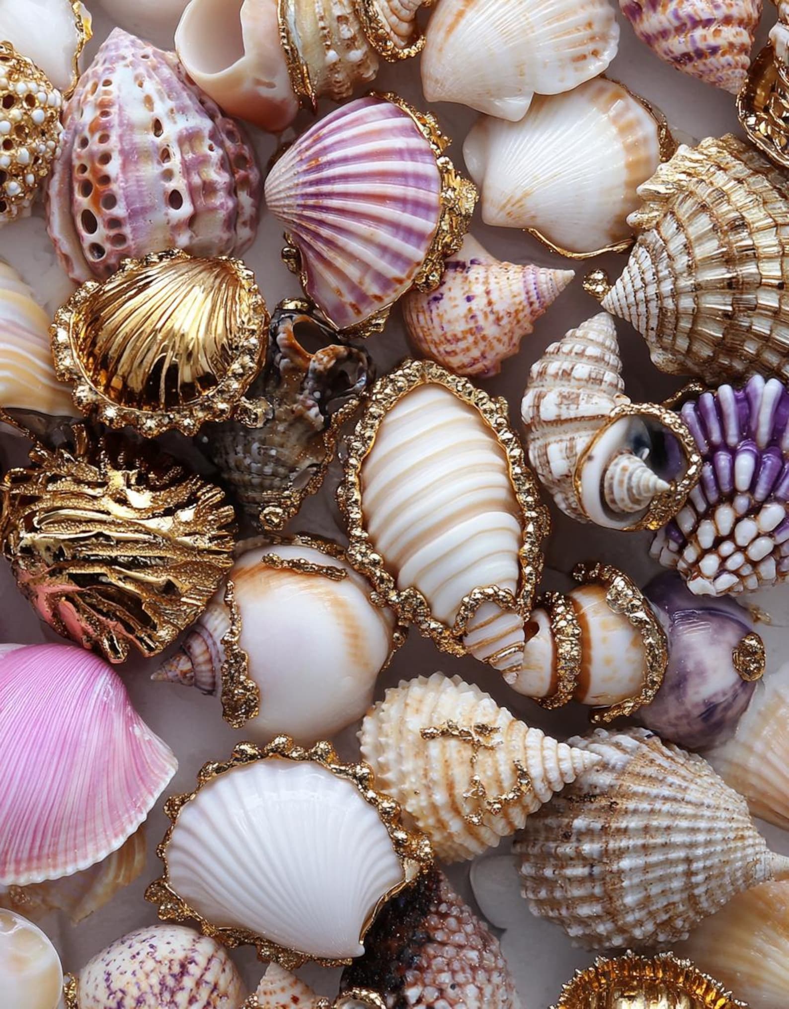 Realistic 600 DPI Gold Gilded Seashell Collection - Luxurious Seashells ...