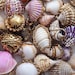 Realistic 600 DPI Gold Gilded Seashell Collection - Luxurious Seashells ...