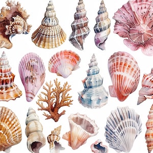 SEA SHELLS - 20 Clip Arts (400 Dpi, Sea Anemone, Sea Horse, Bundle ...