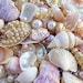 Realistic 600 DPI Gold Gilded Seashell Collection - Luxurious Seashells ...