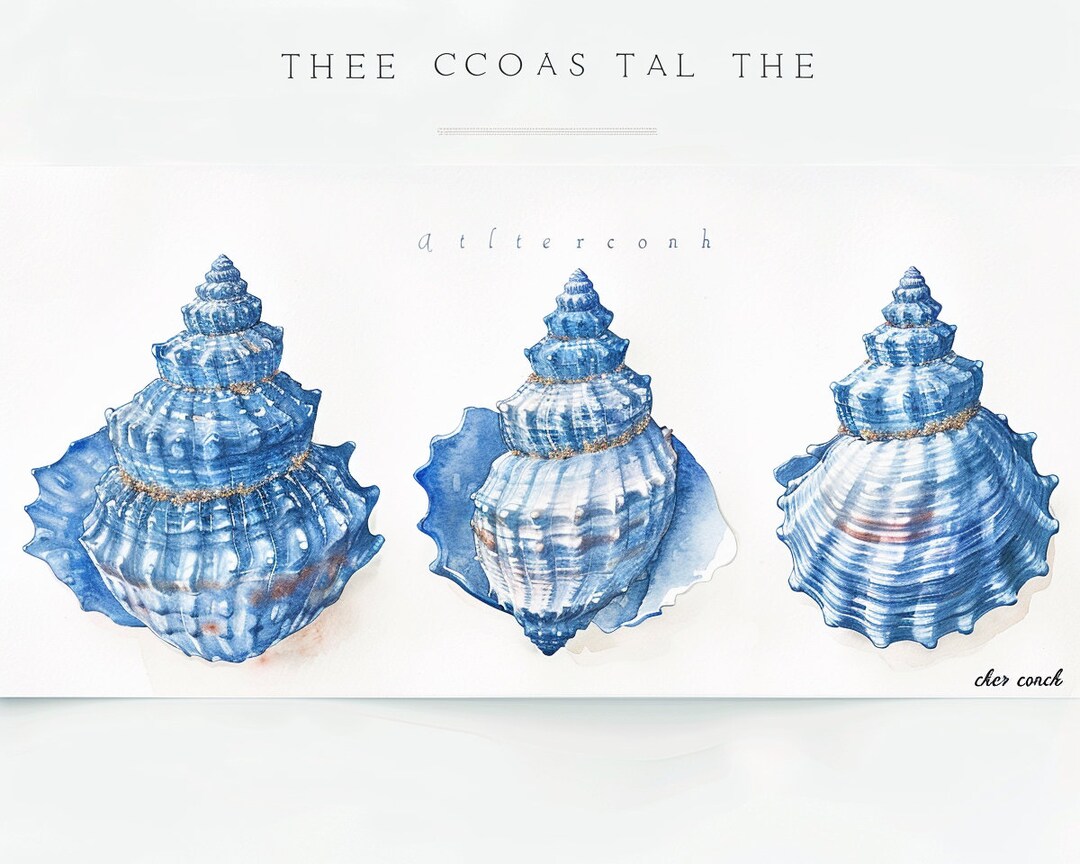 Nautical Watercolor Shell Clipart- 20 Transparent Background PNG ...