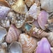 Realistic 600 DPI Gold Gilded Seashell Collection - Luxurious Seashells ...