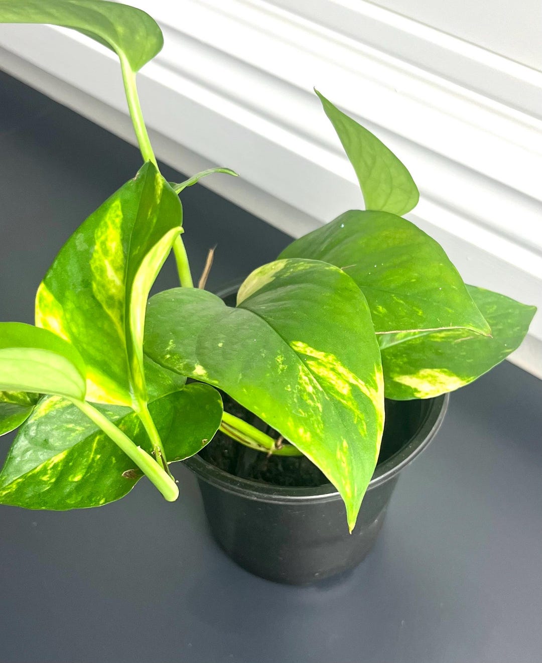 Golden Pothos Plant - Easy Care Low Maintenance Indoor Trailing ...
