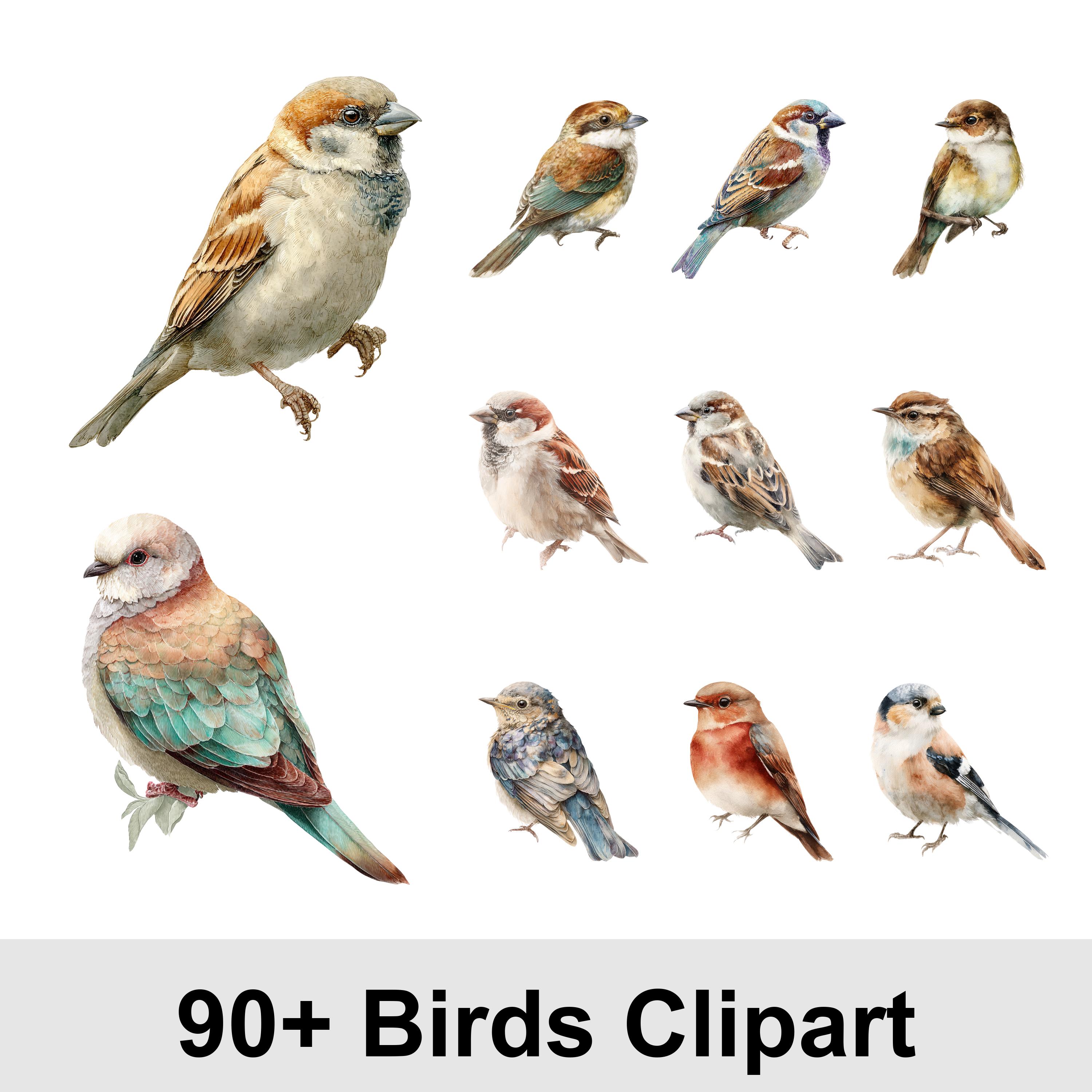90 Watercolor Birds Clipart PNG Bundle | Bird Digital Art for Junk ...