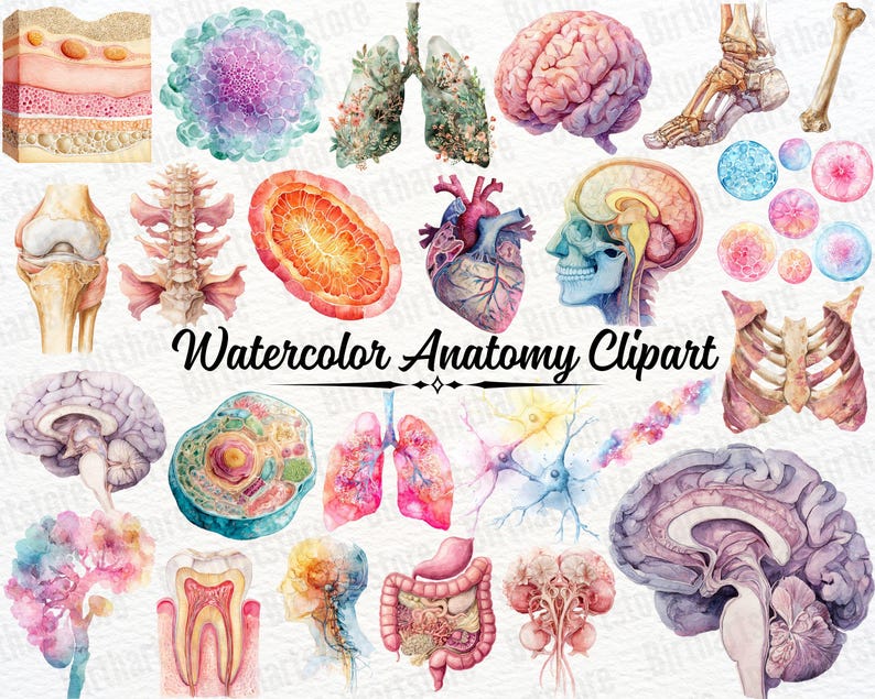 Anatomy Clipart Bundle Human Organs and Medical Illustrations (digital ...
