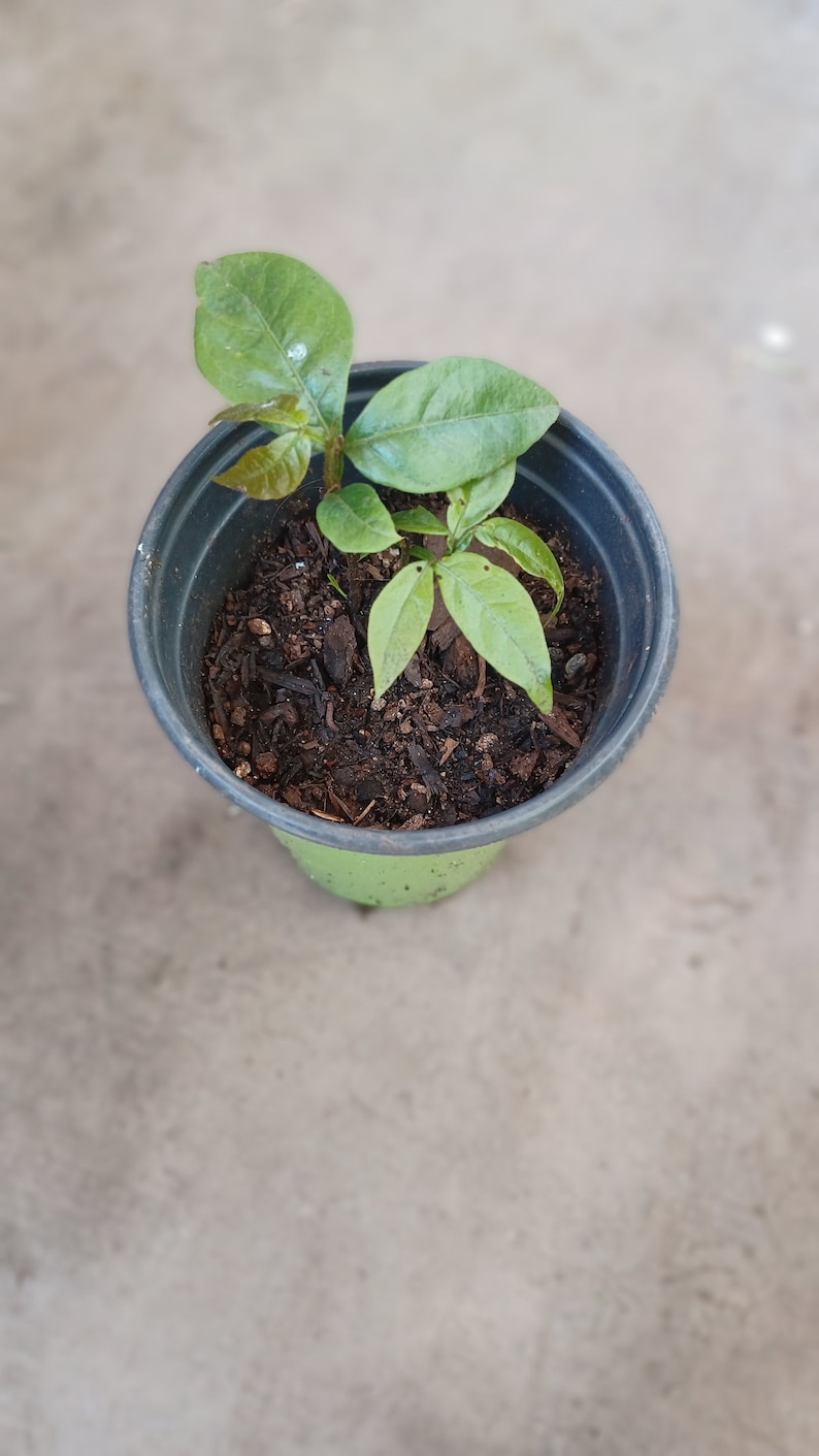 Ice Cream Bean inga Edulis Seedling - Etsy Ice Cream Bean inga Edulis Seedling - Etsy