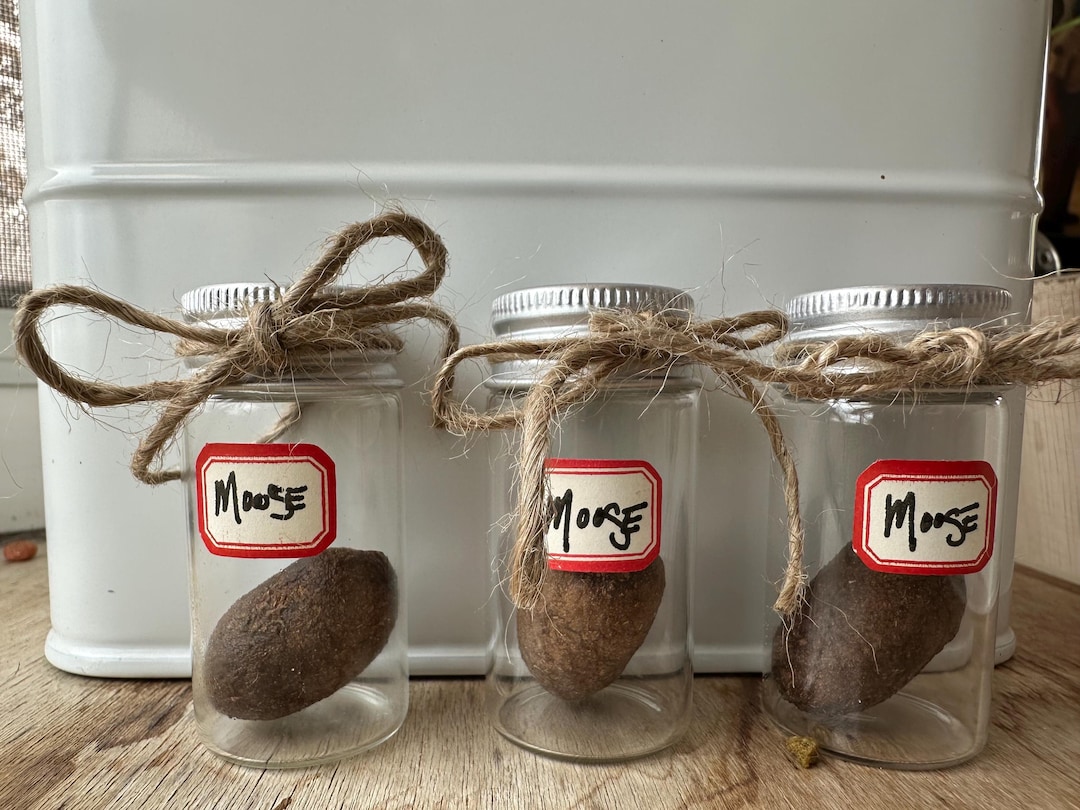 Genuine Moose Poop Specimen - Etsy