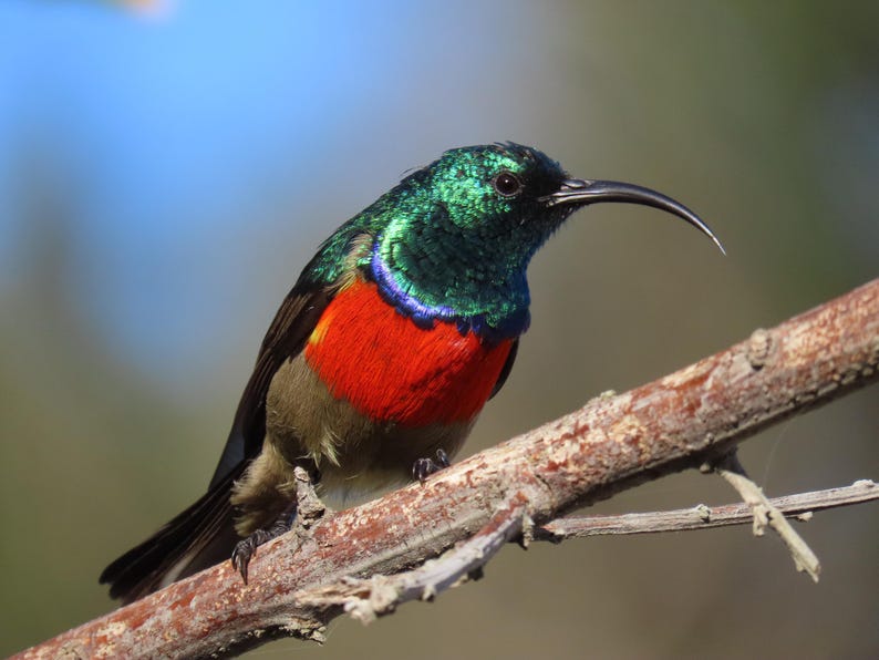 Bird Photo Bundle, Sun Birds, Digital Jpg, Gift, Greater Double ...