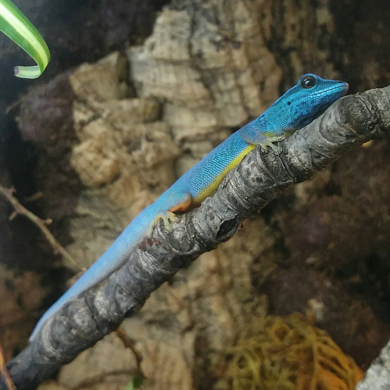 Harry the Electric Blue Day Gecko Amigurumi (lygodactylus Williamsi) - Etsy