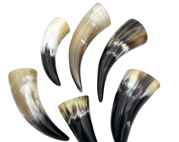 4-6" Water Buffalo Horn, Polished Horn, Longhorn Tip, Steer Horn Tusk ...