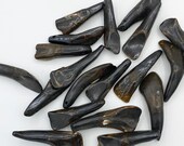 5pc Water Buffalo Teeth Bone Tooth Bone Beads Tooth - Etsy