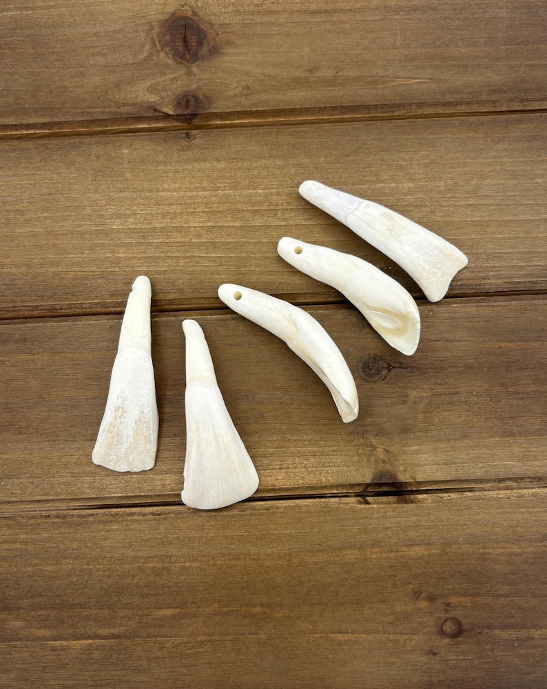 5pc+ Water Buffalo Teeth, Bone Tooth, Bone Beads, Tooth Pendant, Tribal ...