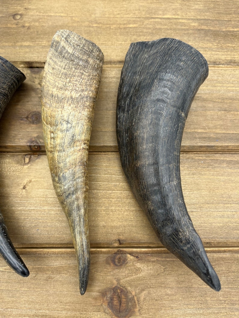 4-9" Goat Horn Tips, Black Goathorn, Natural Horn, Animal Horn, Horn ...