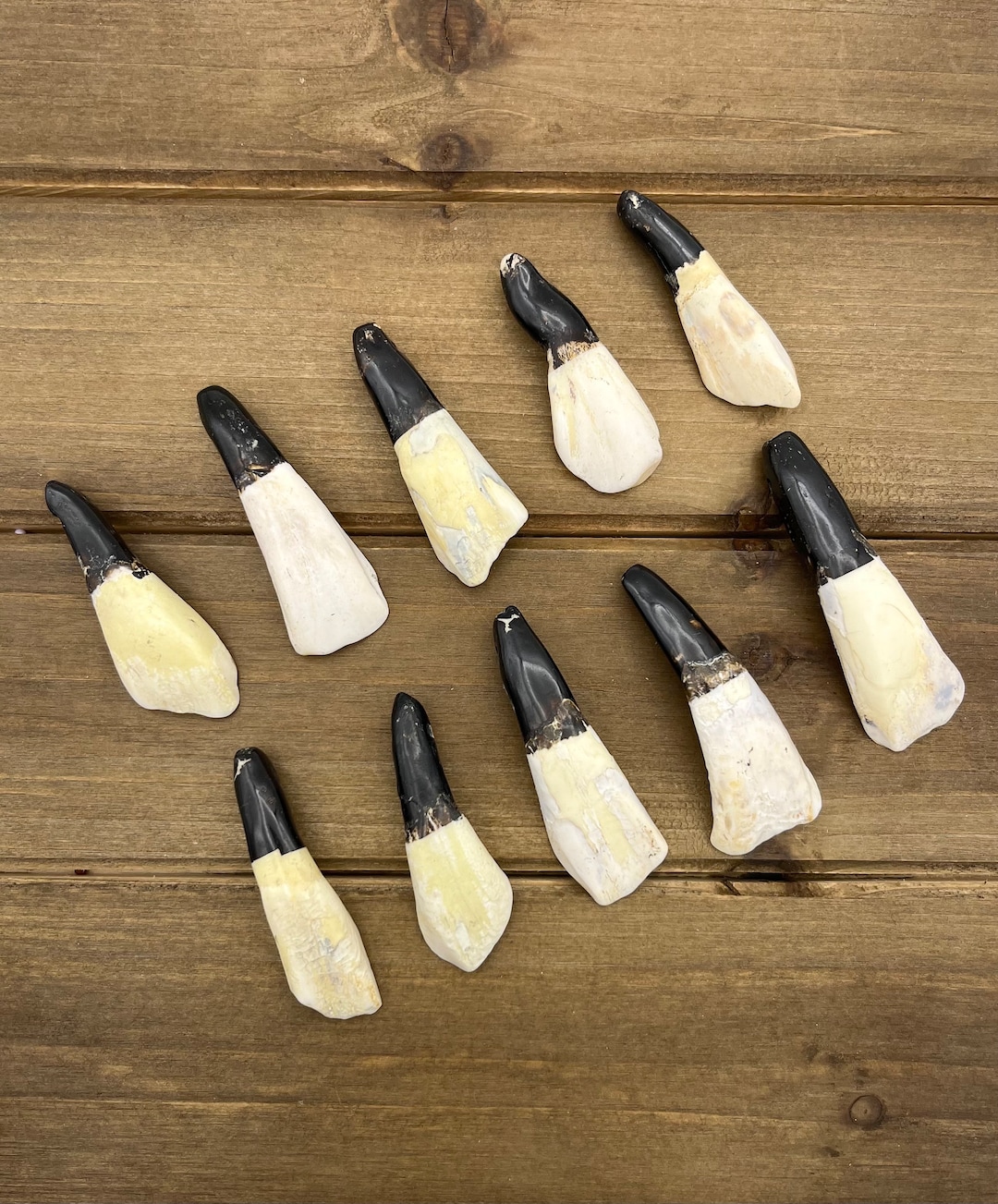 10pc Water Buffalo Teeth, Bone Tooth, Bone Beads, Tooth Pendant, Tribal ...