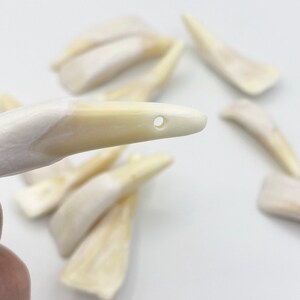 5pc Water Buffalo Teeth Bone Tooth Bone Beads Tooth - Etsy
