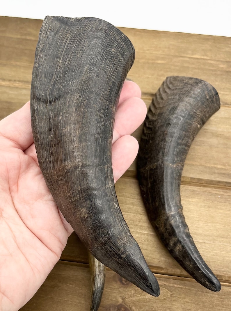 4-9" Goat Horn Tips, Black Goathorn, Natural Horn, Animal Horn, Horn ...