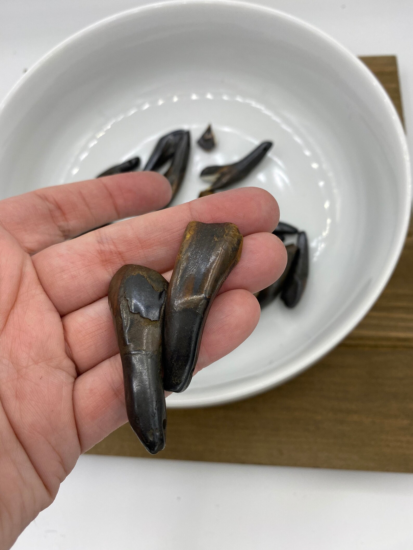 5pc Water Buffalo Teeth Bone Tooth Bone Beads Tooth - Etsy