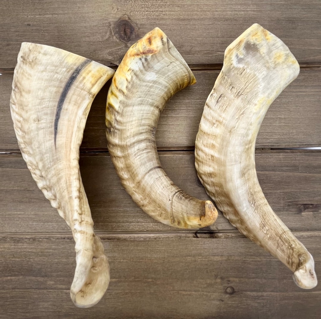 6" Ram Horn, Blonde Horn, Natural Horn, Animal Horn, Horn Decor ...