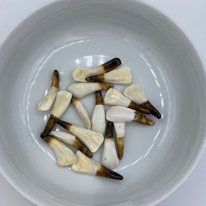 5pc Water Buffalo Teeth, Bone Tooth, Bone Beads, Tooth Pendant, Tribal ...