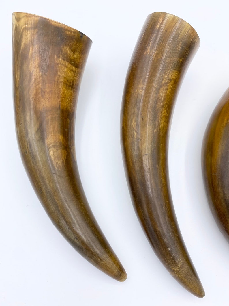 6-9" Burnt Tip Water Buffalo Horn, Polished Horn, Longhorn Tip, Steer ...