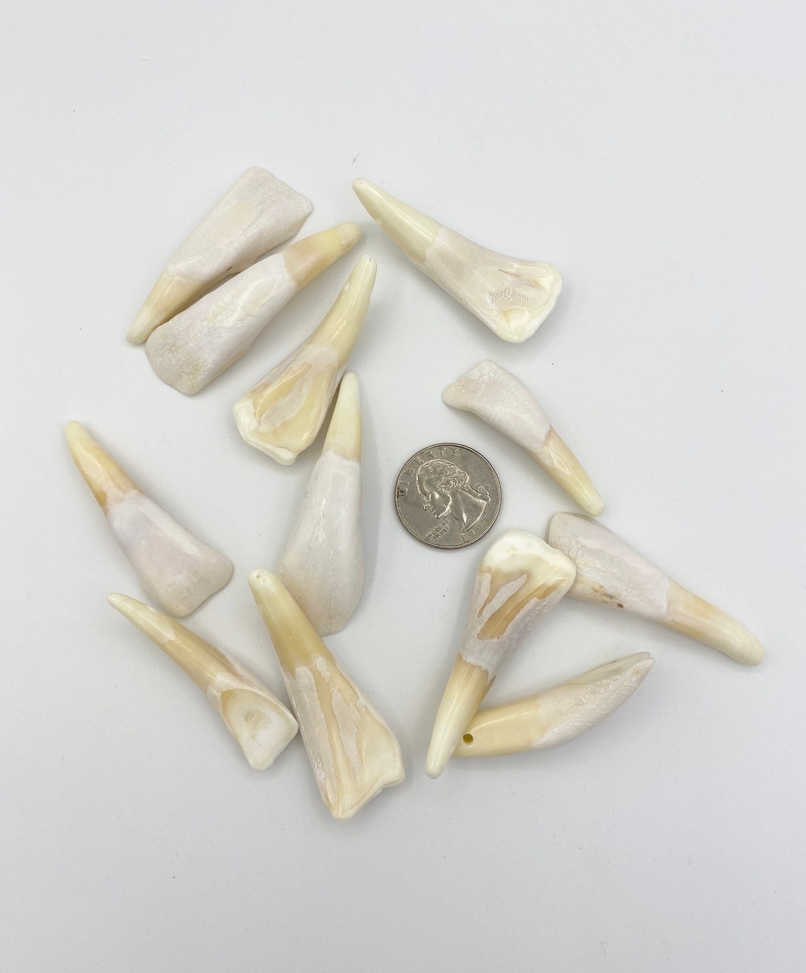 5pc+ Water Buffalo Teeth, Bone Tooth, Bone Beads, Tooth Pendant, Tribal ...