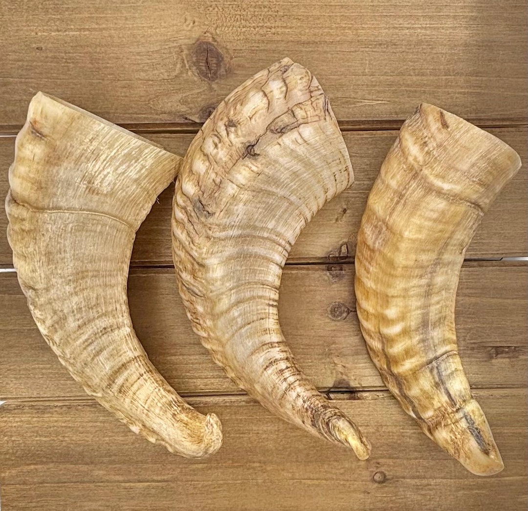 4" to 6" Ram Horn, Blonde Horn, Natural Horn, Animal Horn, Horn Decor ...