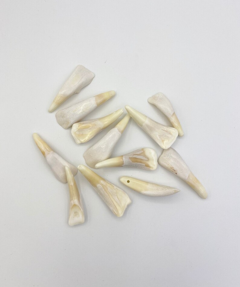 5pc+ Water Buffalo Teeth, Bone Tooth, Bone Beads, Tooth Pendant, Tribal ...