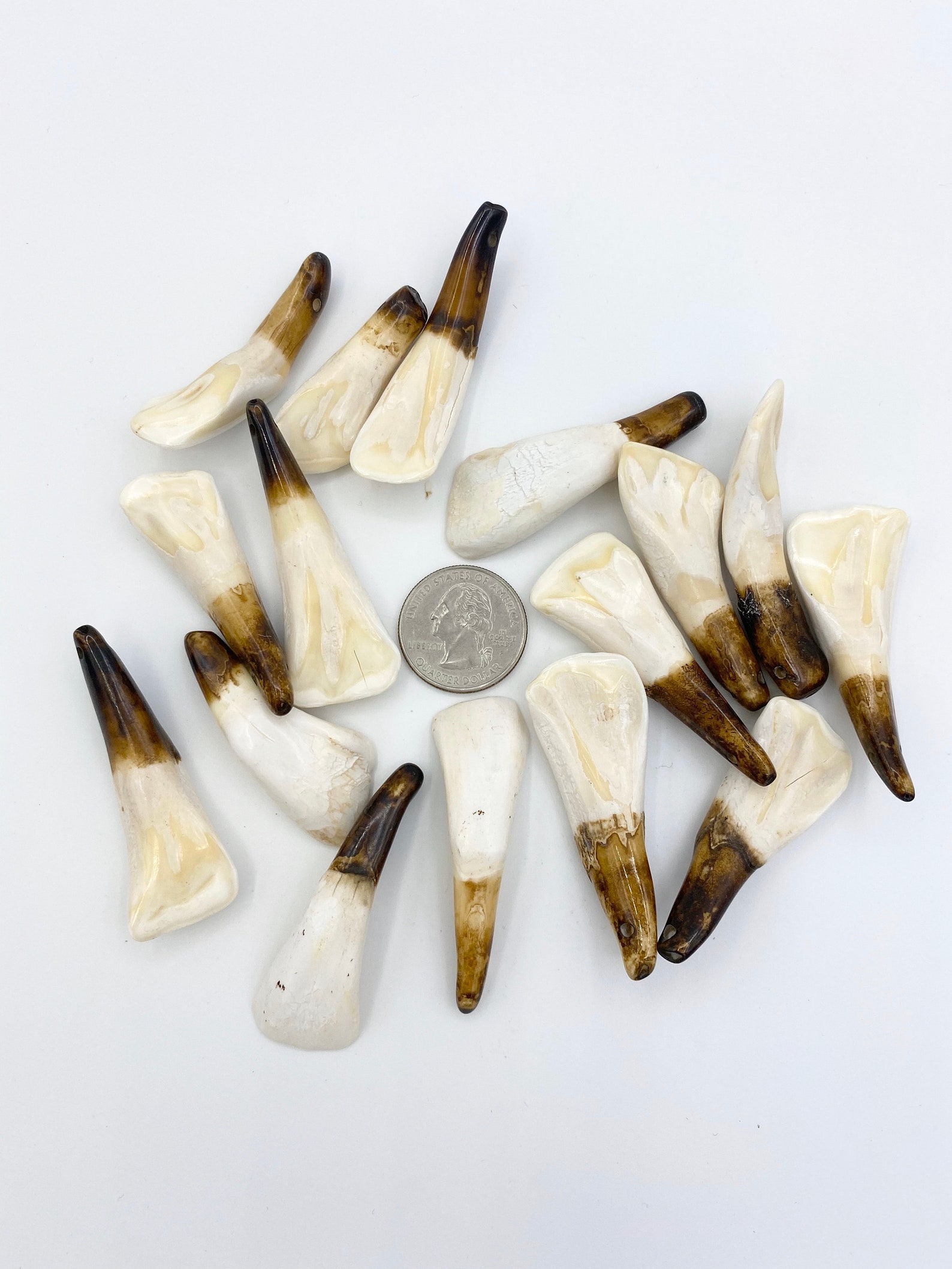 5pc Water Buffalo Teeth Bone Tooth Bone Beads Tooth - Etsy