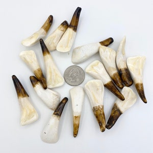 5pc Water Buffalo Teeth, Bone Tooth, Bone Beads, Tooth Pendant, Tribal ...